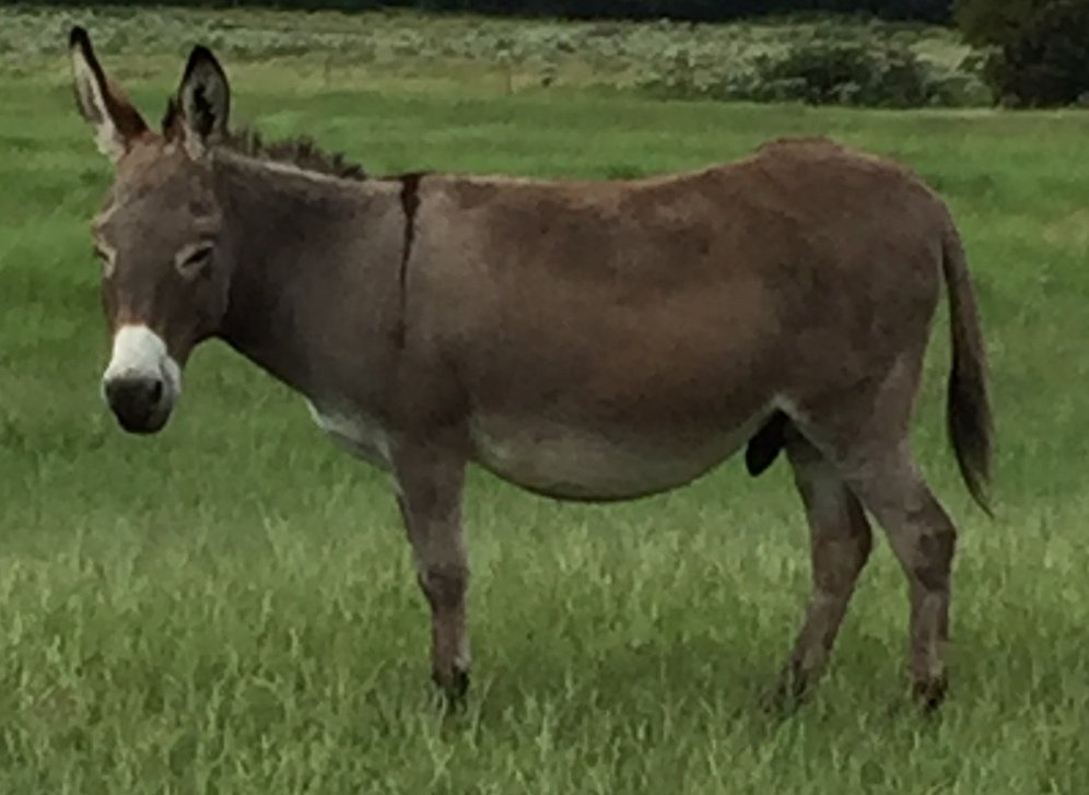 Miniature Donkey Ranch
