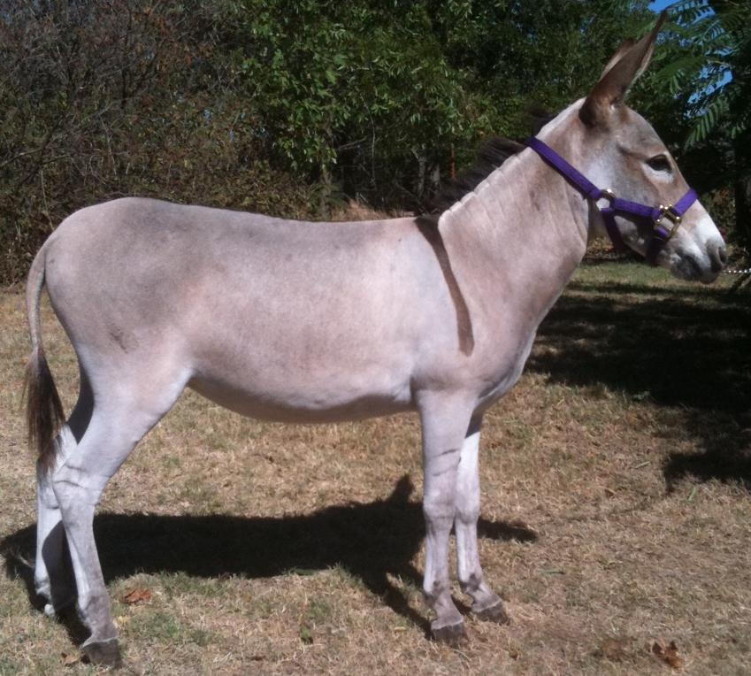 Miniature Donkey Ranch