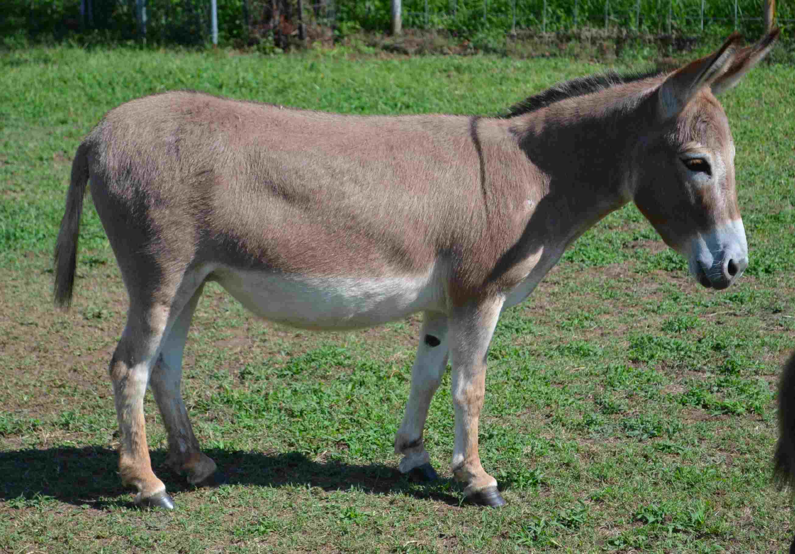 Miniature Donkey Ranch