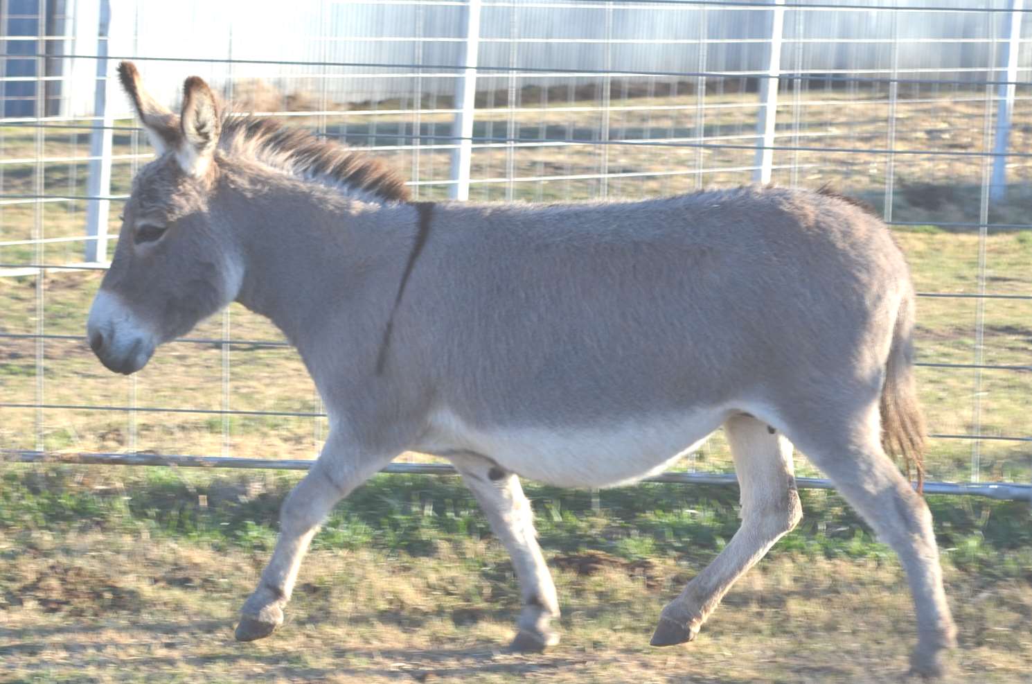 Miniature Donkey Ranch
